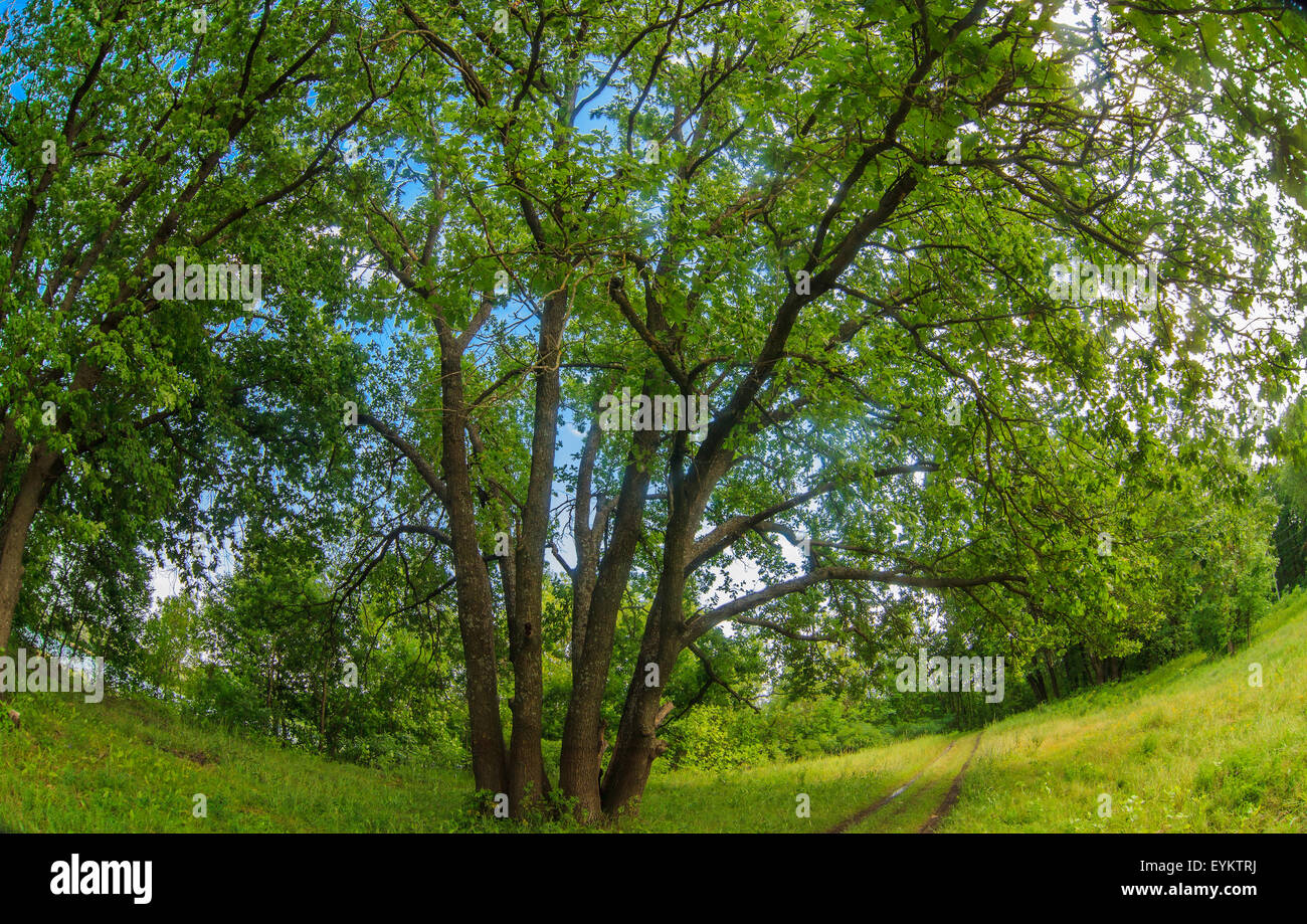 Russian landscape green oak forest old branches broad nature pho Stock ...