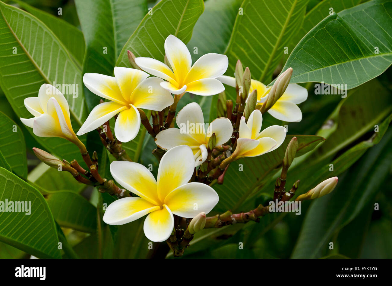 Frangipani tree hi-res stock photography and images - Alamy