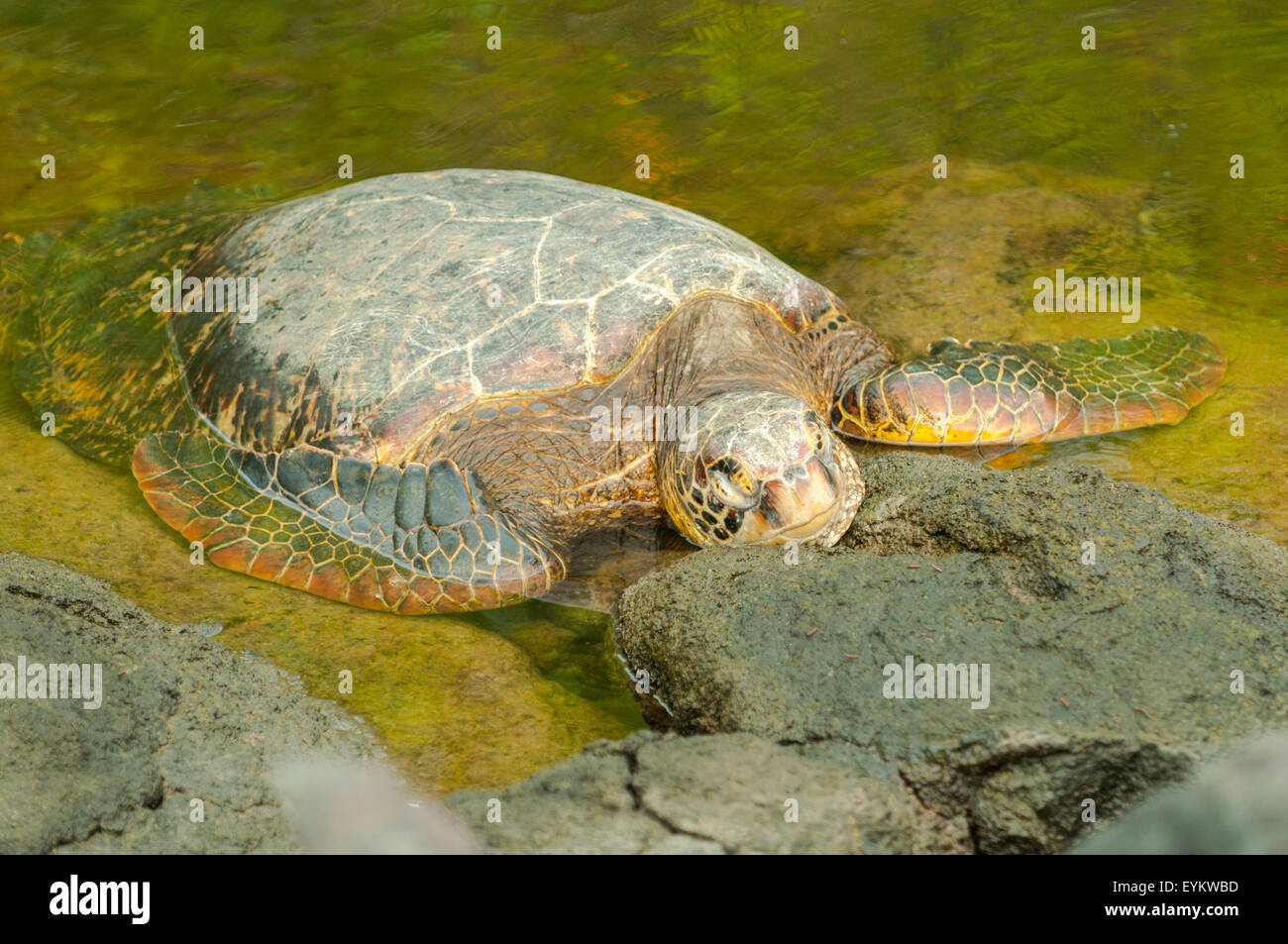 Chelonia mydas, Pacific Green Turtle, Fernandina Island, Galapagos ...