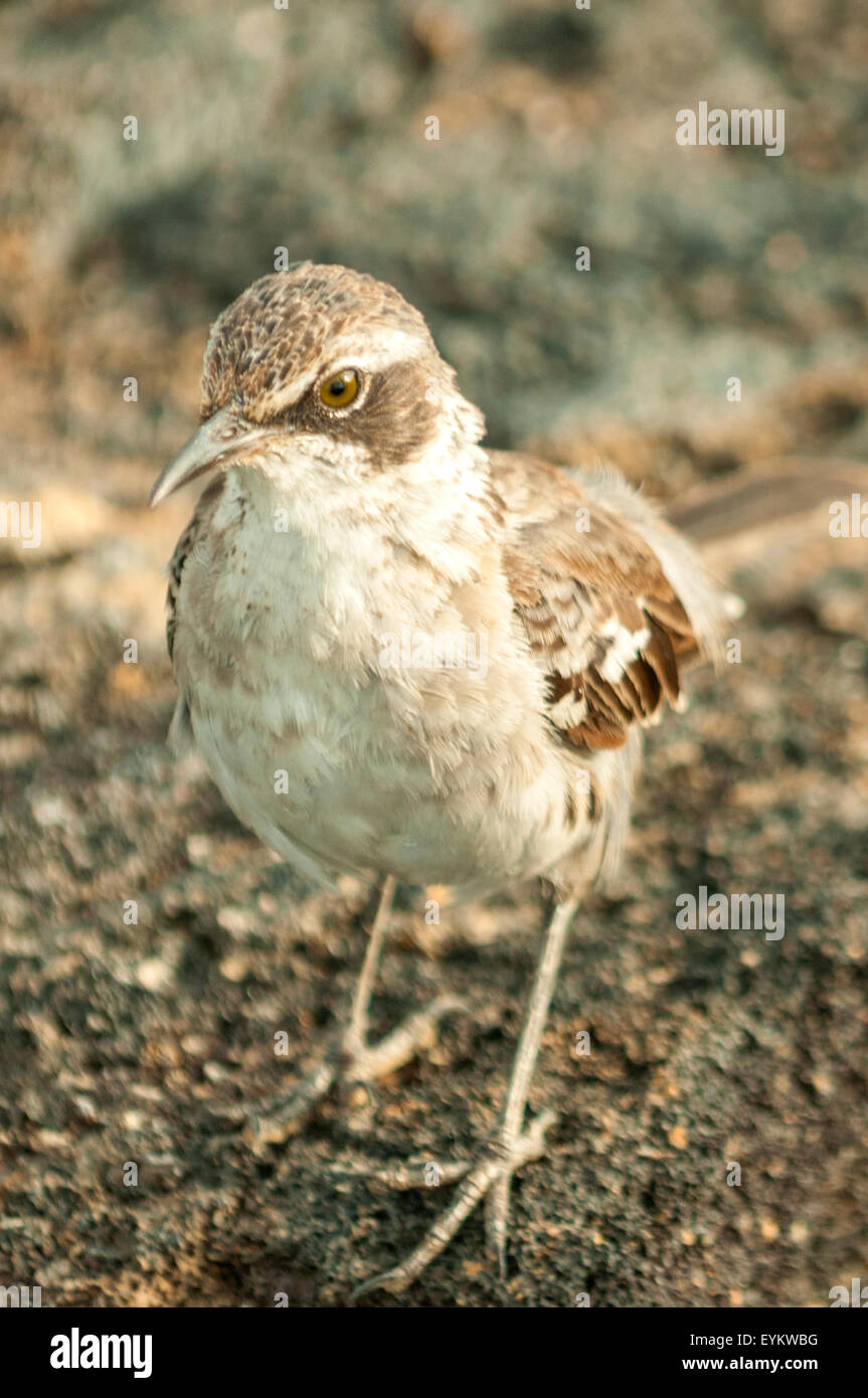 Mimus parvulus, Galapagos Mockingbird, Fernandina Island, Galapagos ...