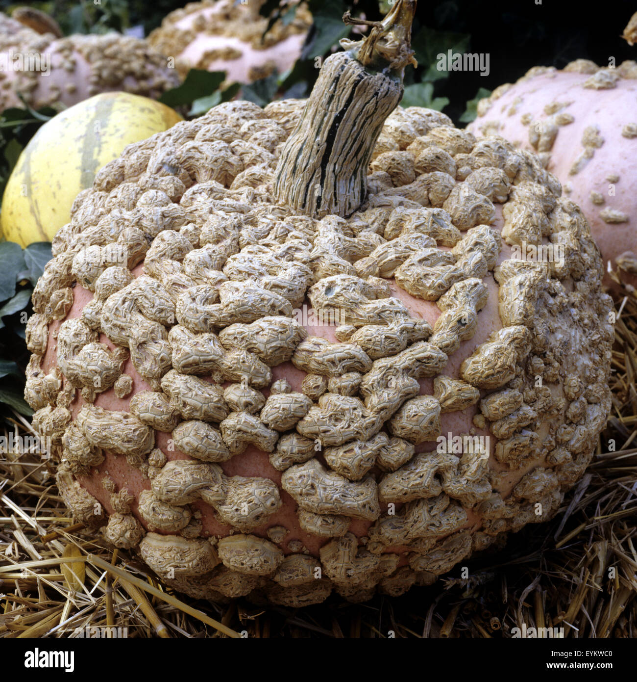 Speisekuerbis, Galeux de Eysines, Kuerbis Stock Photo - Alamy