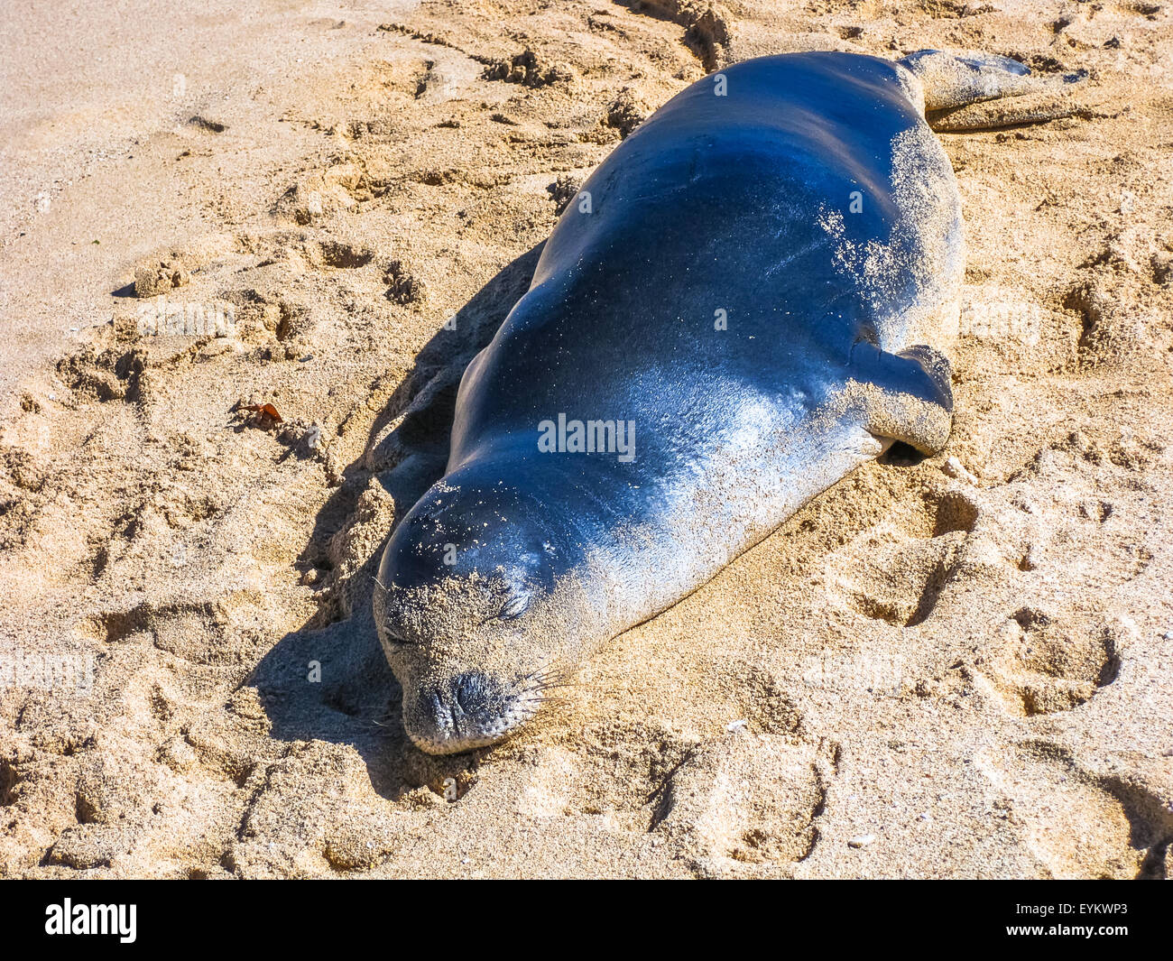 Hawaiian seal hi-res stock photography and images - Alamy