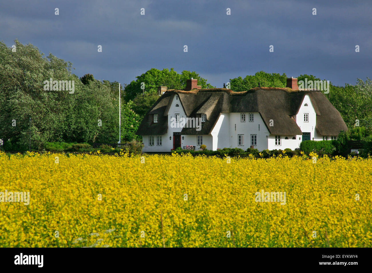 Frisian's court behind a rape field in Bob Terp in Archsum on Sylt ...