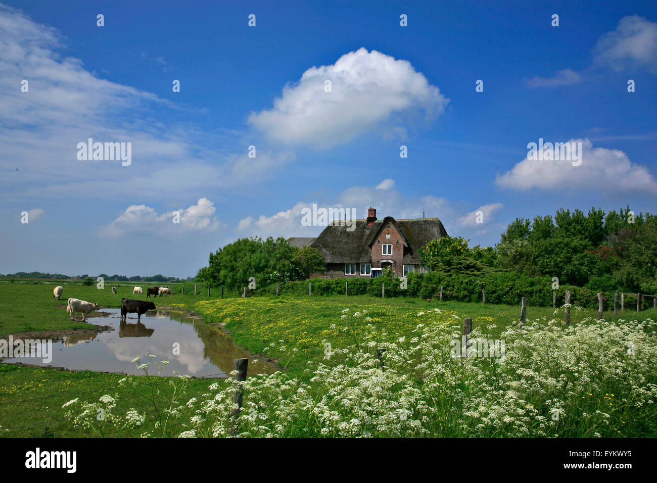 March scenery with Frisian's house, pasture and blossoming meadow ...