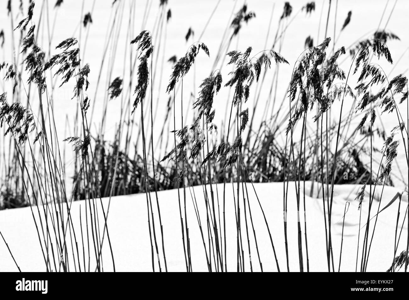 Dry reed in two levels hi-res stock photography and images - Alamy