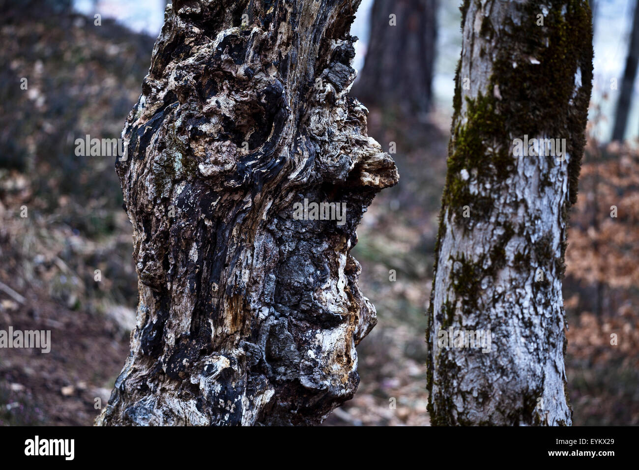 Trunk grow together old hi-res stock photography and images - Alamy
