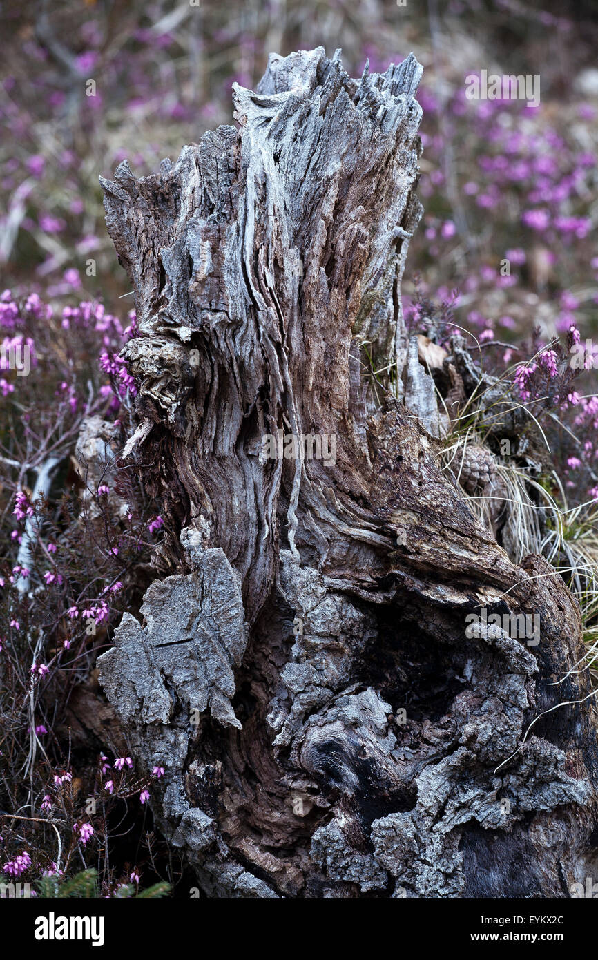 Droll rhizome in detail hi-res stock photography and images - Alamy