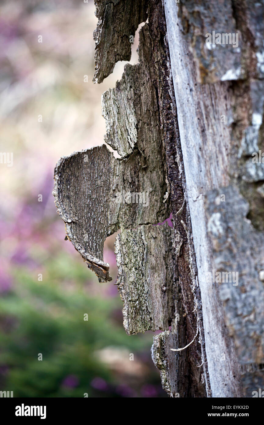 Droll trunk in detail hi-res stock photography and images - Alamy