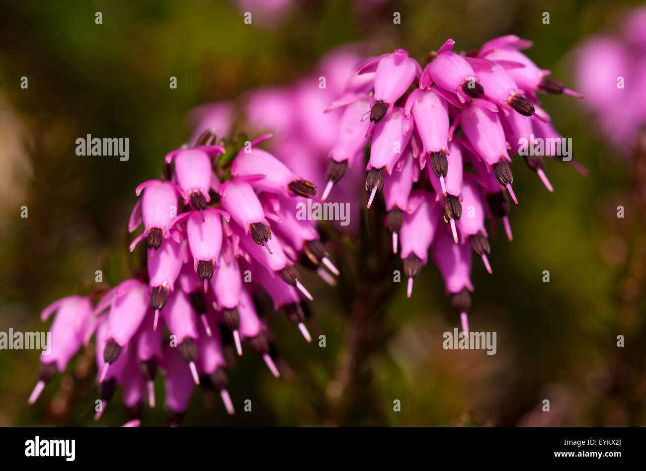 Heather blossoms, close-up Stock Photo - Alamy