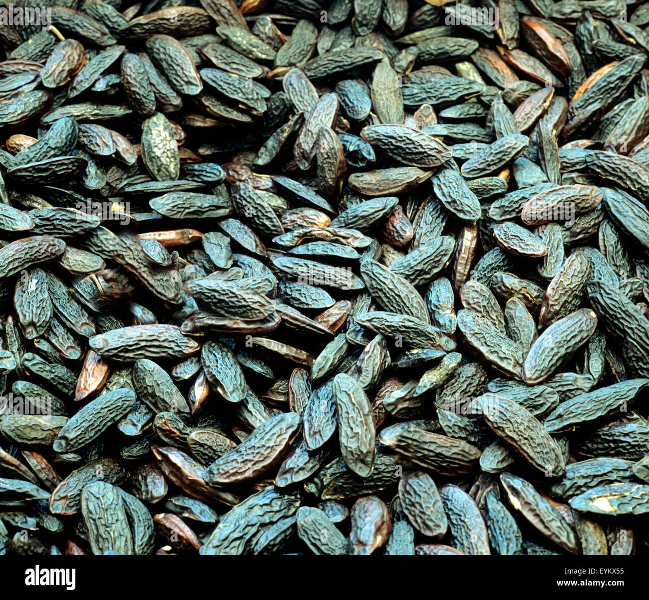 Tonka beans hi-res stock photography and images - Alamy