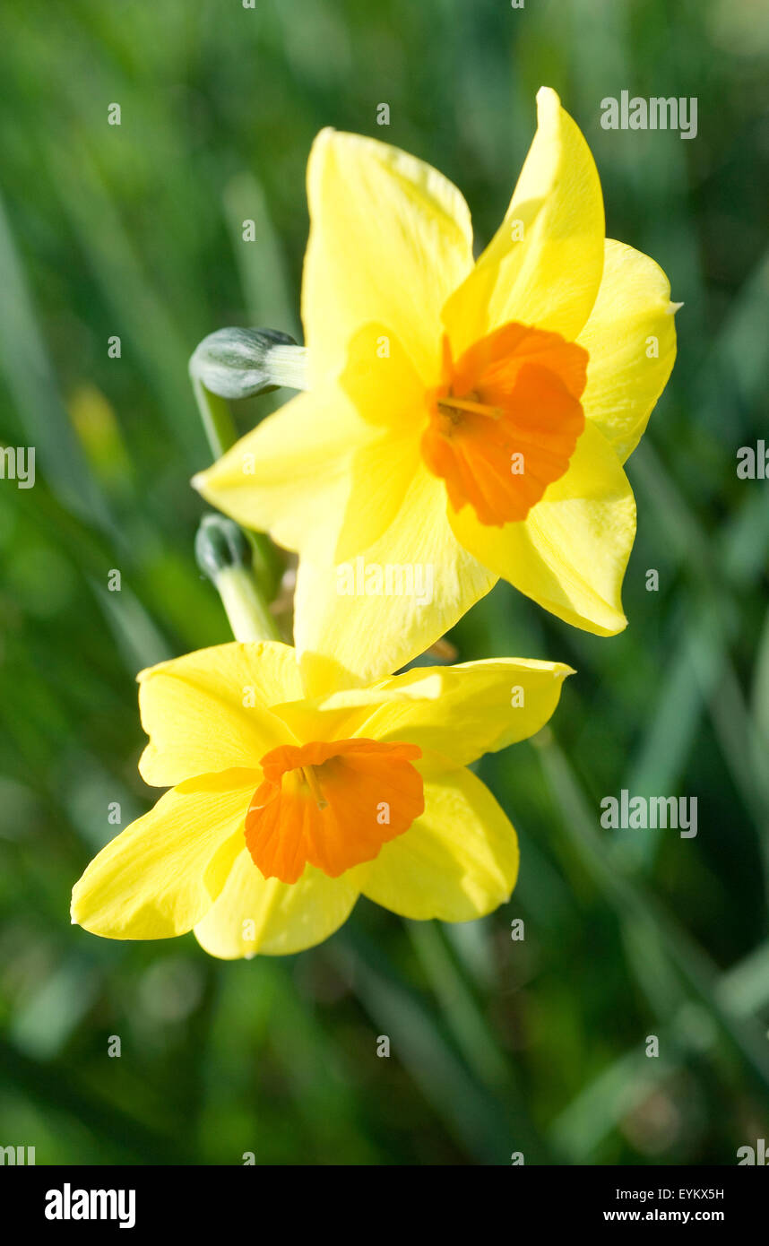 Single daffodil hi-res stock photography and images - Alamy