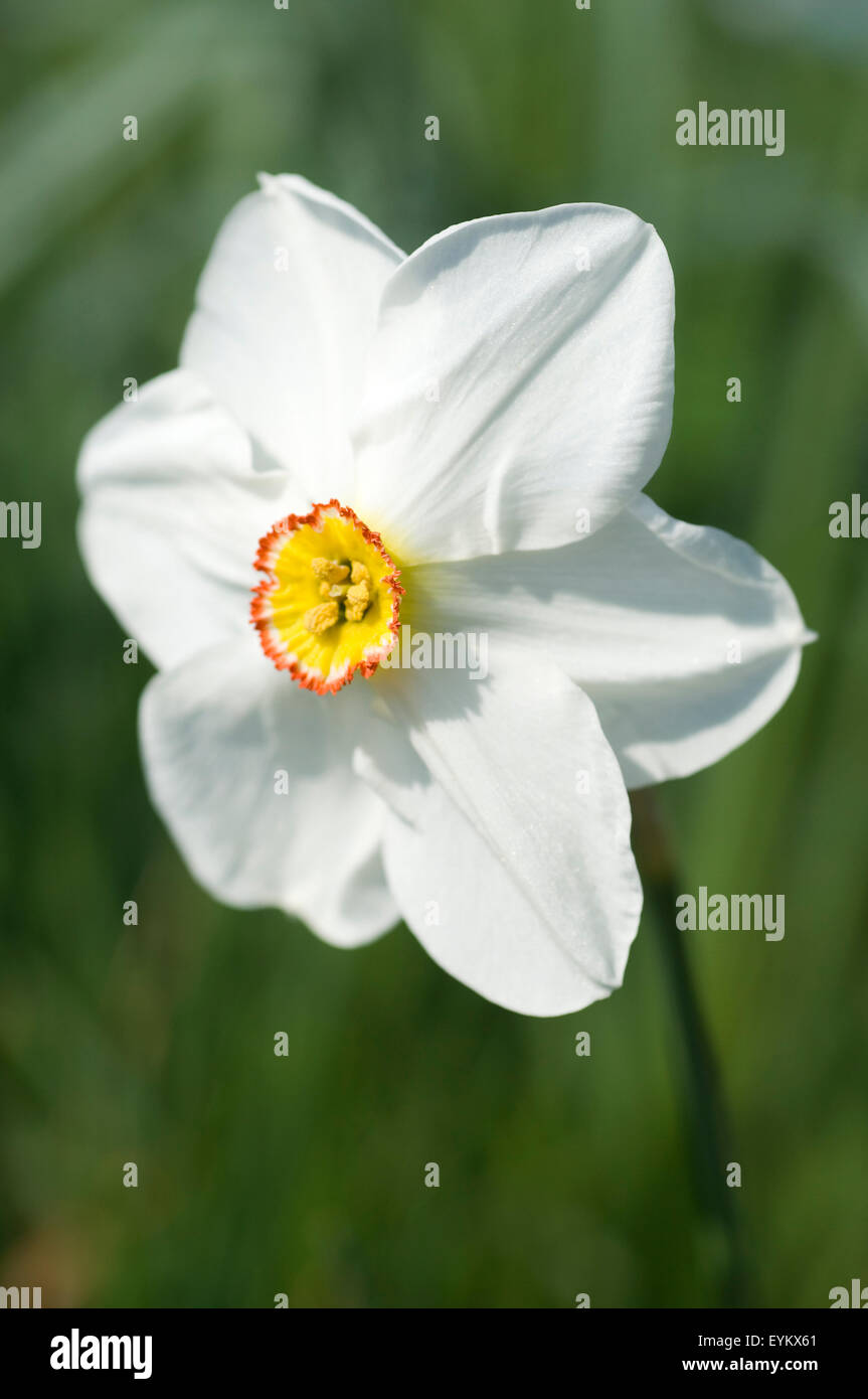 Single Daffodil, Merlin, Narcissus, white open petals with yellow, red ...