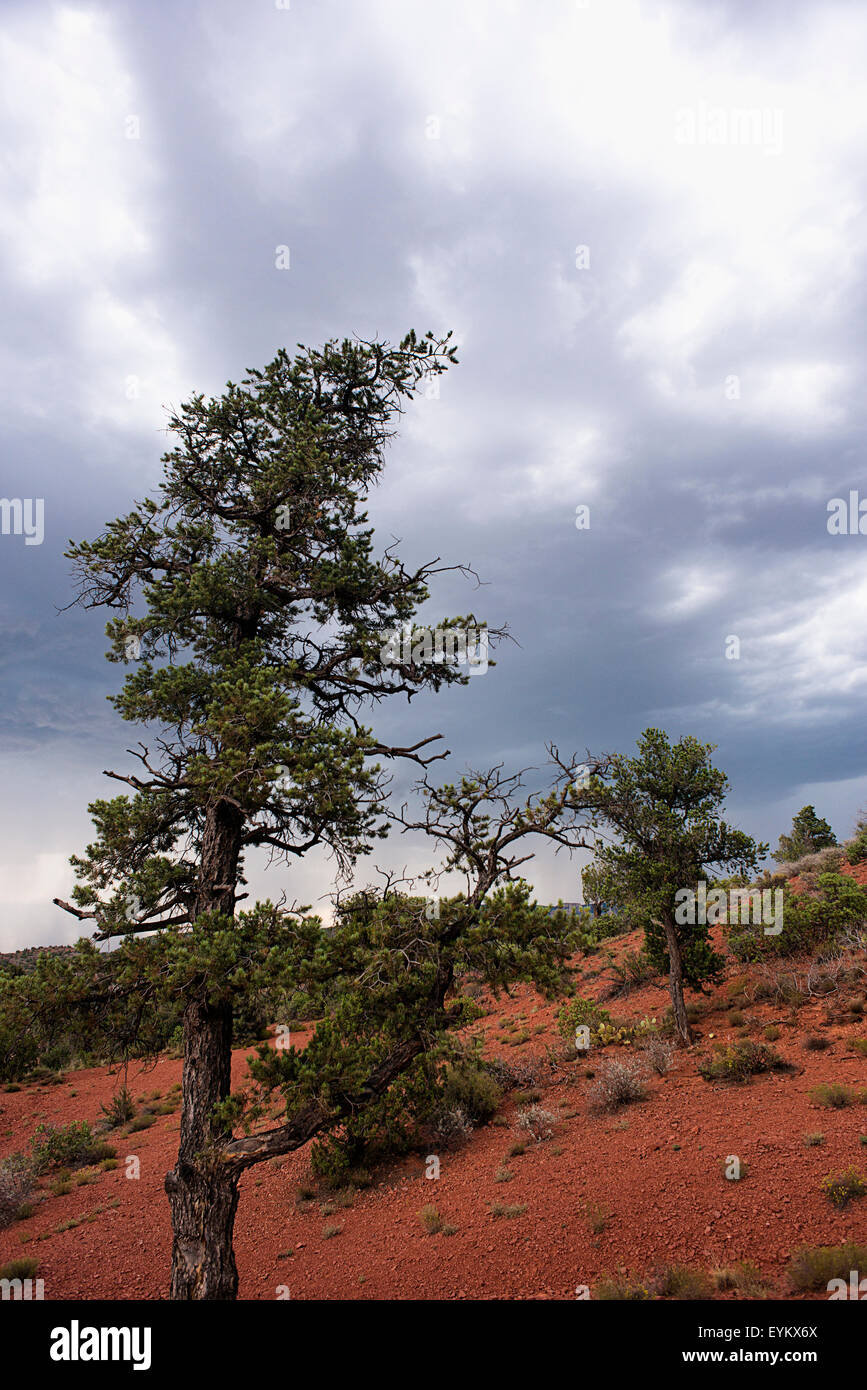 Storm clouds rolling over the desert landscape in Sedona, Arizona Stock ...