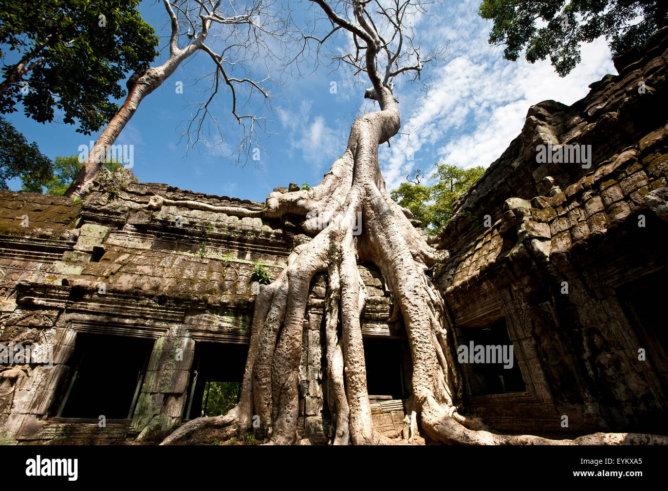 Cambodia, province of Angkor, temple layout Ta Prohm Stock Photo - Alamy