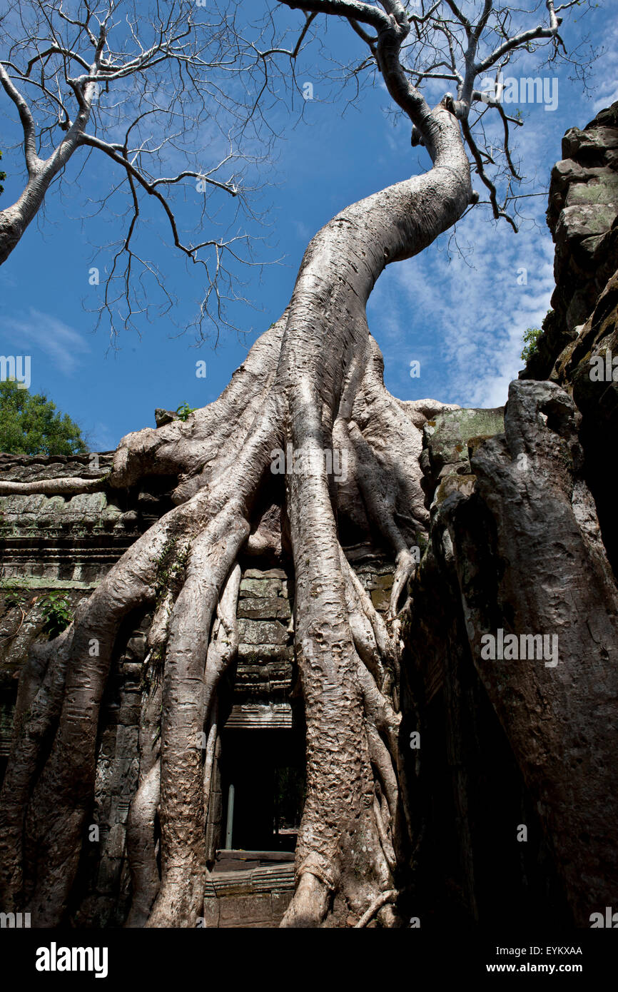 Cambodia, province of Angkor, temple layout Ta Prohm Stock Photo - Alamy