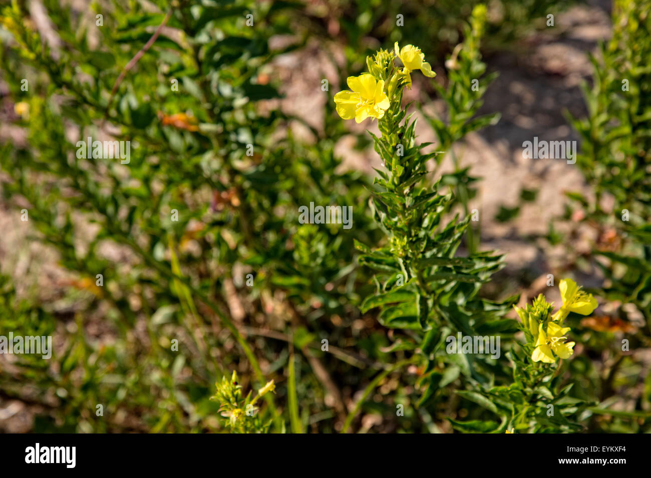 Yellow Desert Flower Stock Photo - Alamy