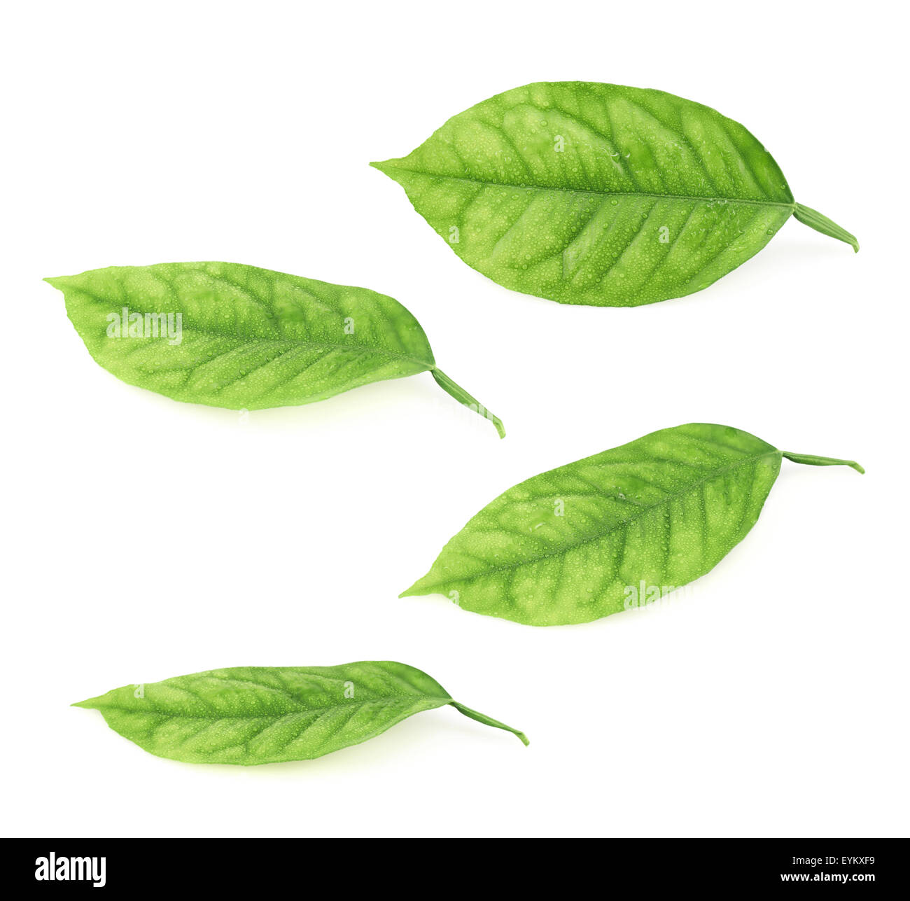 Green small leaves water Cut Out Stock Images & Pictures - Alamy