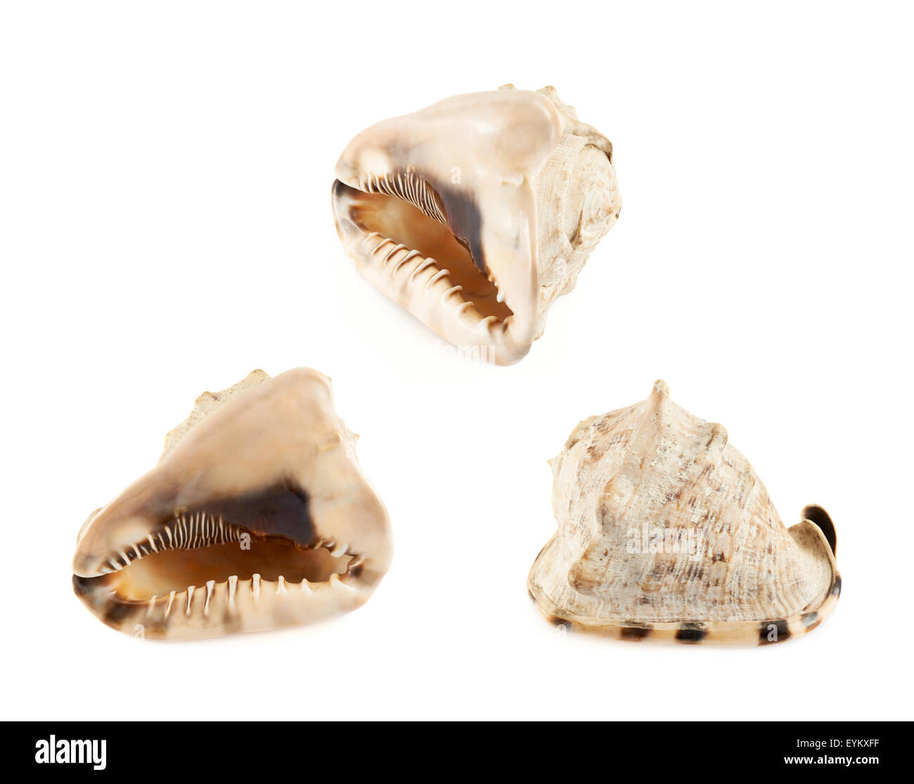 Seashell isolated over the white Stock Photo - Alamy