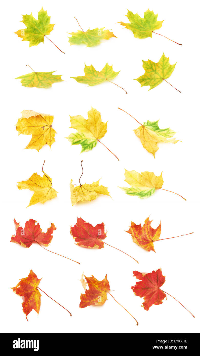 Multiple leaf vein hi-res stock photography and images - Alamy