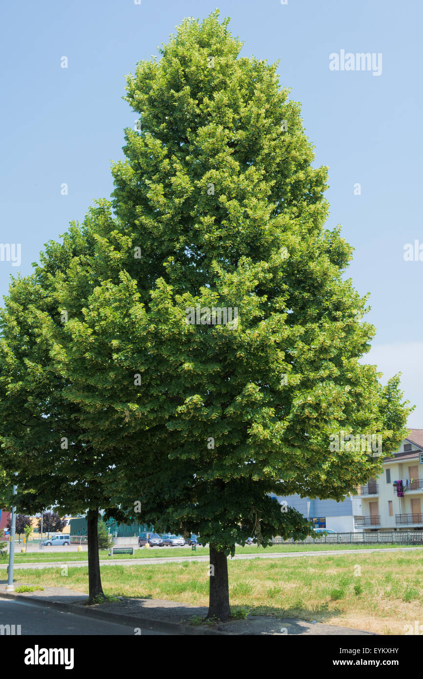 Lime tree blooming (Tilia europaea Stock Photo - Alamy