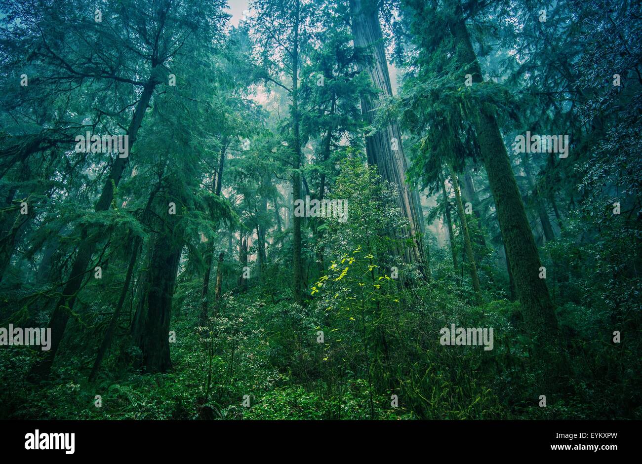 American Northwest Rainforest Foggy Landscape. Northern California ...