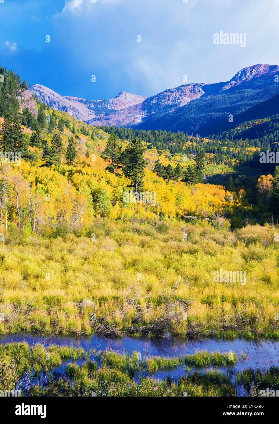 Aspen Colorado Landscape in Vertical Photography. Fall in Aspen ...