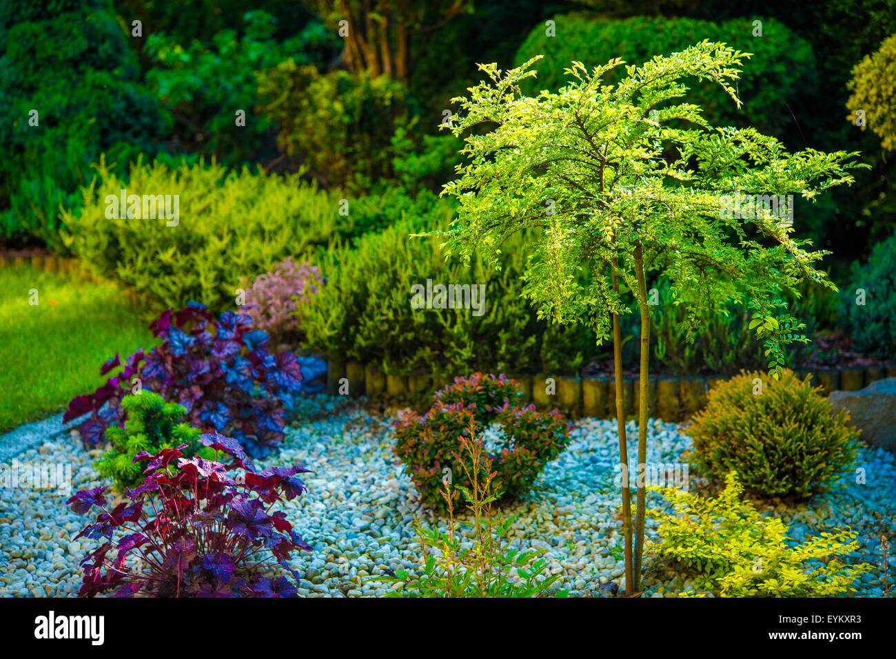 Backyard Garden Closeup. Garden Vegetation. Small Young Tree in Focus ...