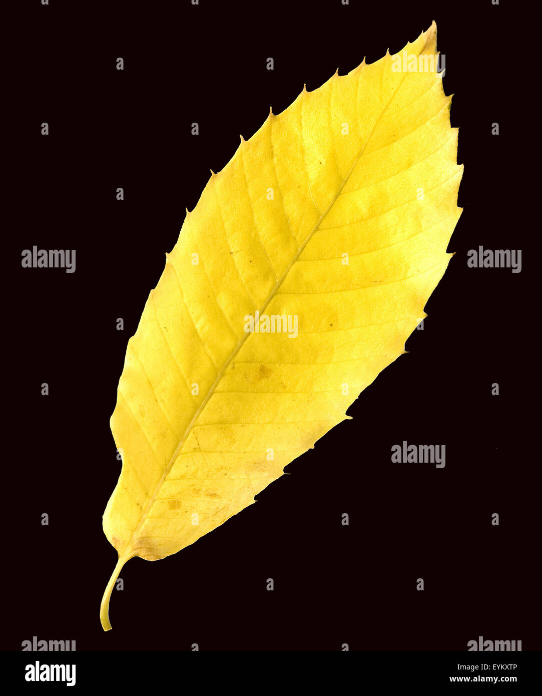 Esskastanien, Edelkastanie, Castanea, sativa, Herbstfaerbung Stock ...