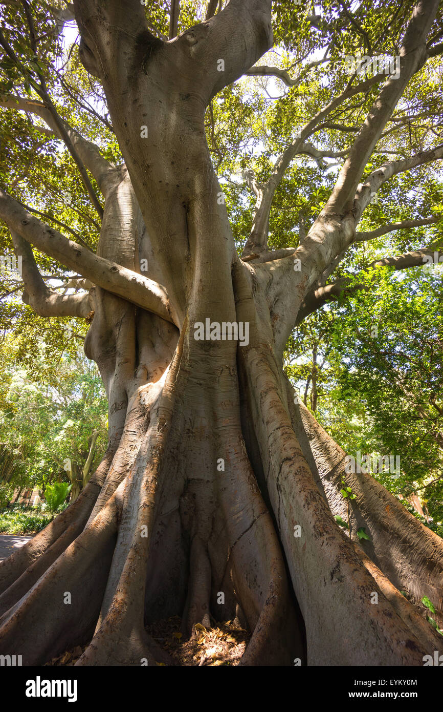 South Africa, Capetown, ficus elastica Stock Photo - Alamy