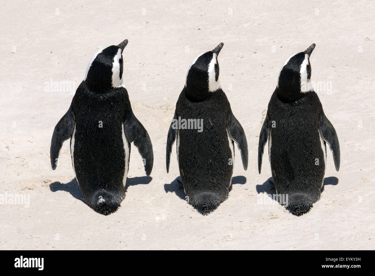 Three African penguins Stock Photo - Alamy