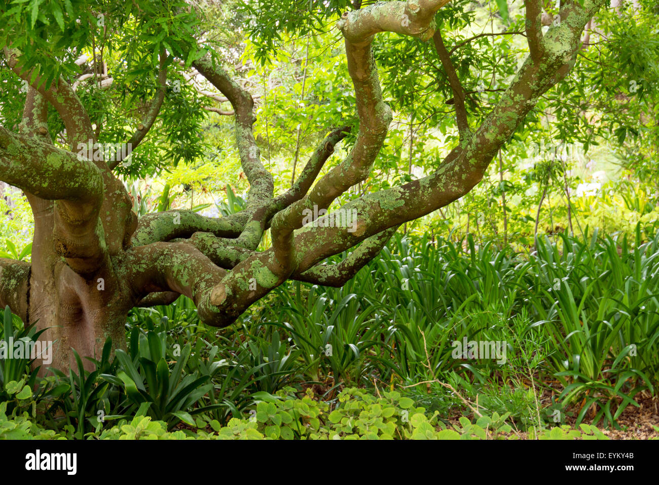 South Africa, Kirstenbosch, Kampherbaum Stock Photo - Alamy