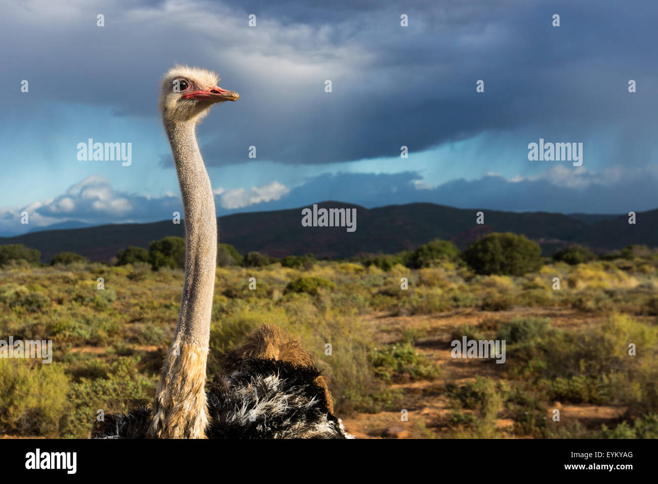 Strauss farm hi-res stock photography and images - Alamy