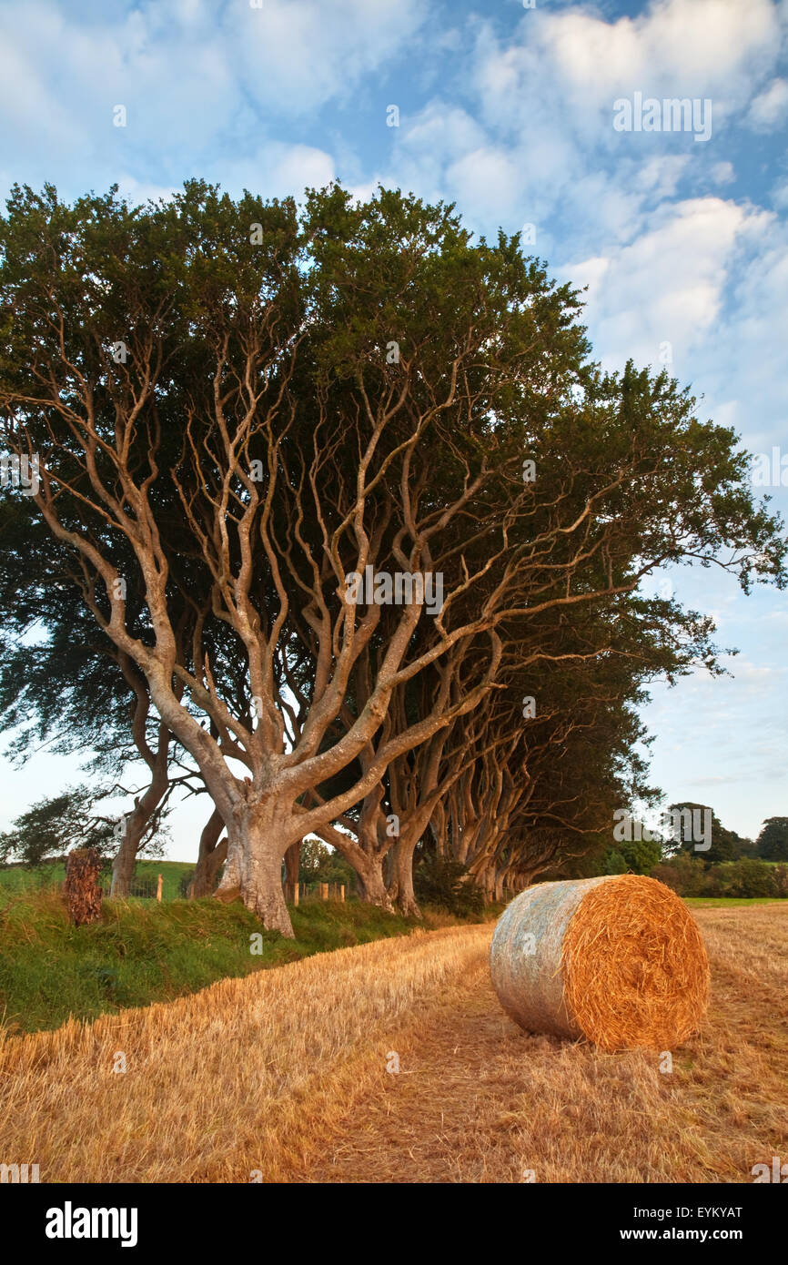 Entwined trees hi-res stock photography and images - Alamy