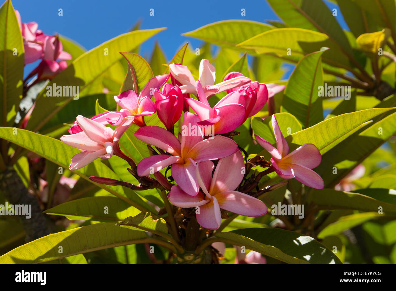 Frangipani flowers south africa hi-res stock photography and images - Alamy