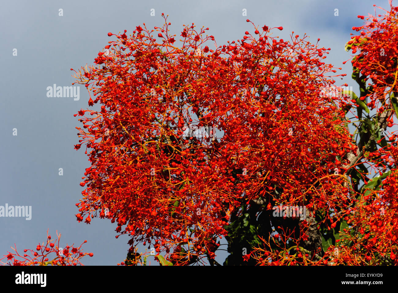 South Africa, flame tree, Flamboyant Stock Photo - Alamy