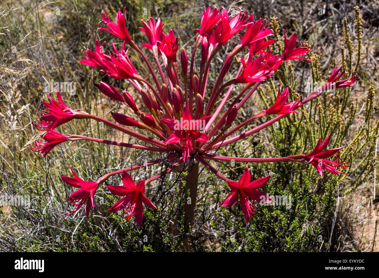 South Africa, small Karoo, wild flower Stock Photo - Alamy