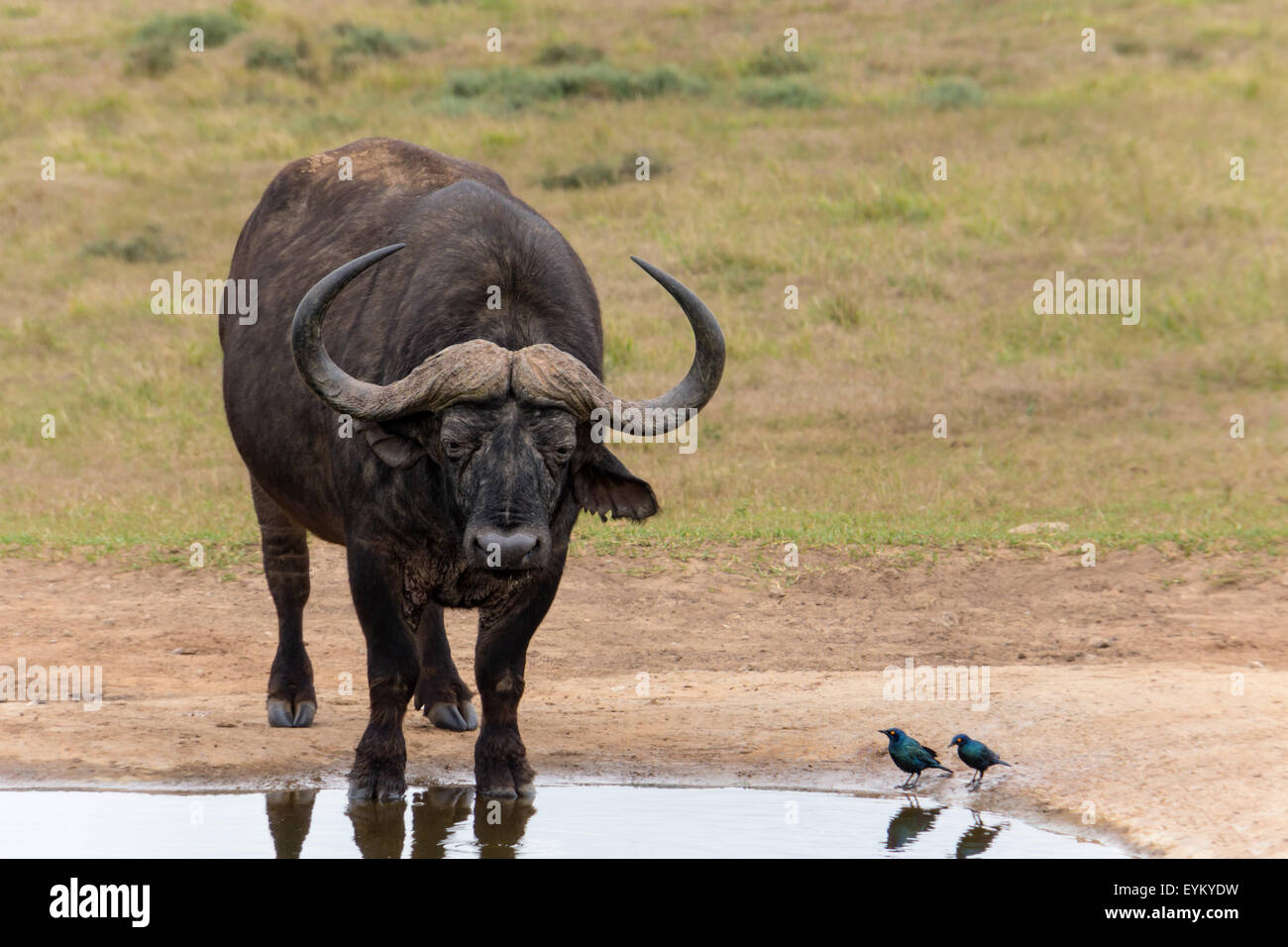 South Africa, Addo-national park, buffalo and bird's couple Stock Photo ...