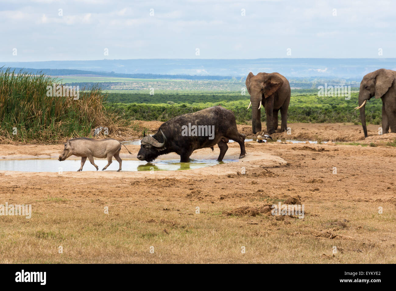 South Africa, Addo-national park, animals at water hole Stock Photo - Alamy