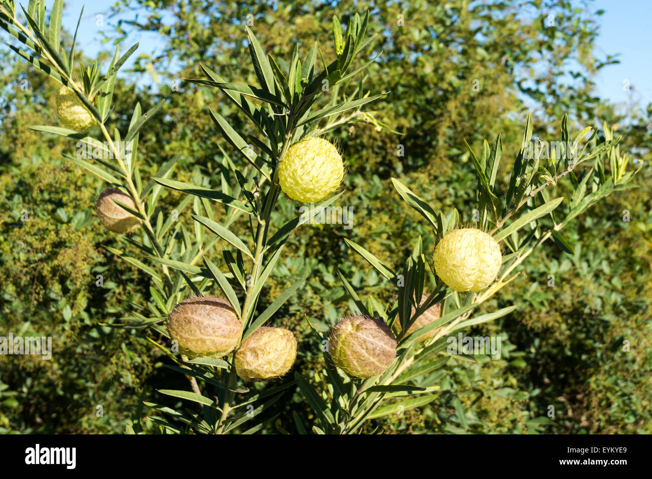 South Africa, balloon fruit, Gomphocarpus fruticosus Stock Photo - Alamy