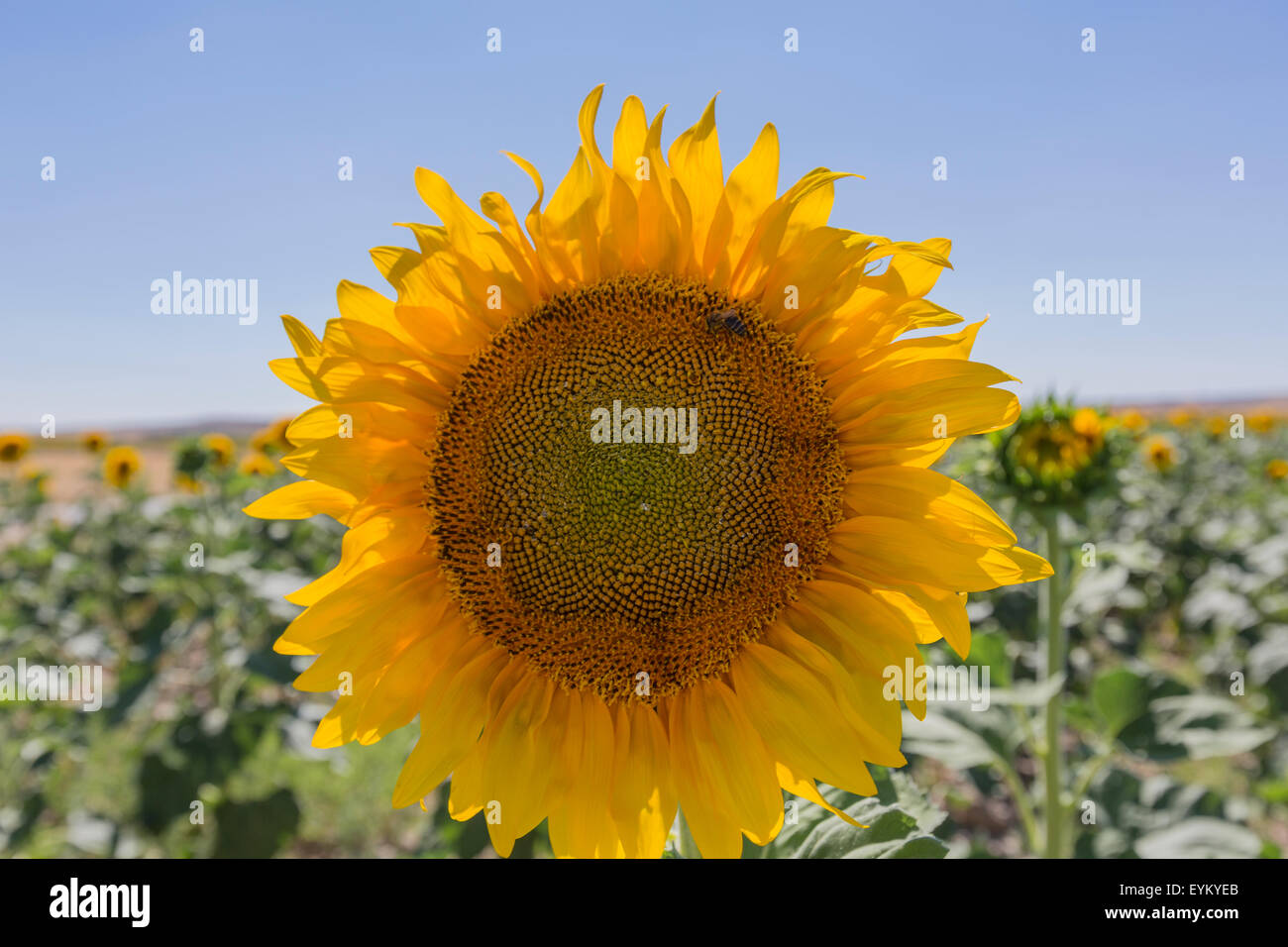 Sunflower with a wasp, Helianthus annuus, field in Castilla, Spain ...