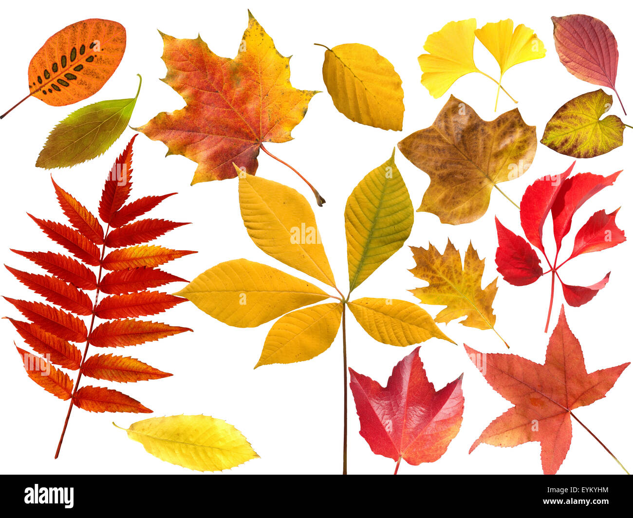 Herbstblaetter; bunt; leuchtend; Blatt; Blaetter Stock Photo - Alamy