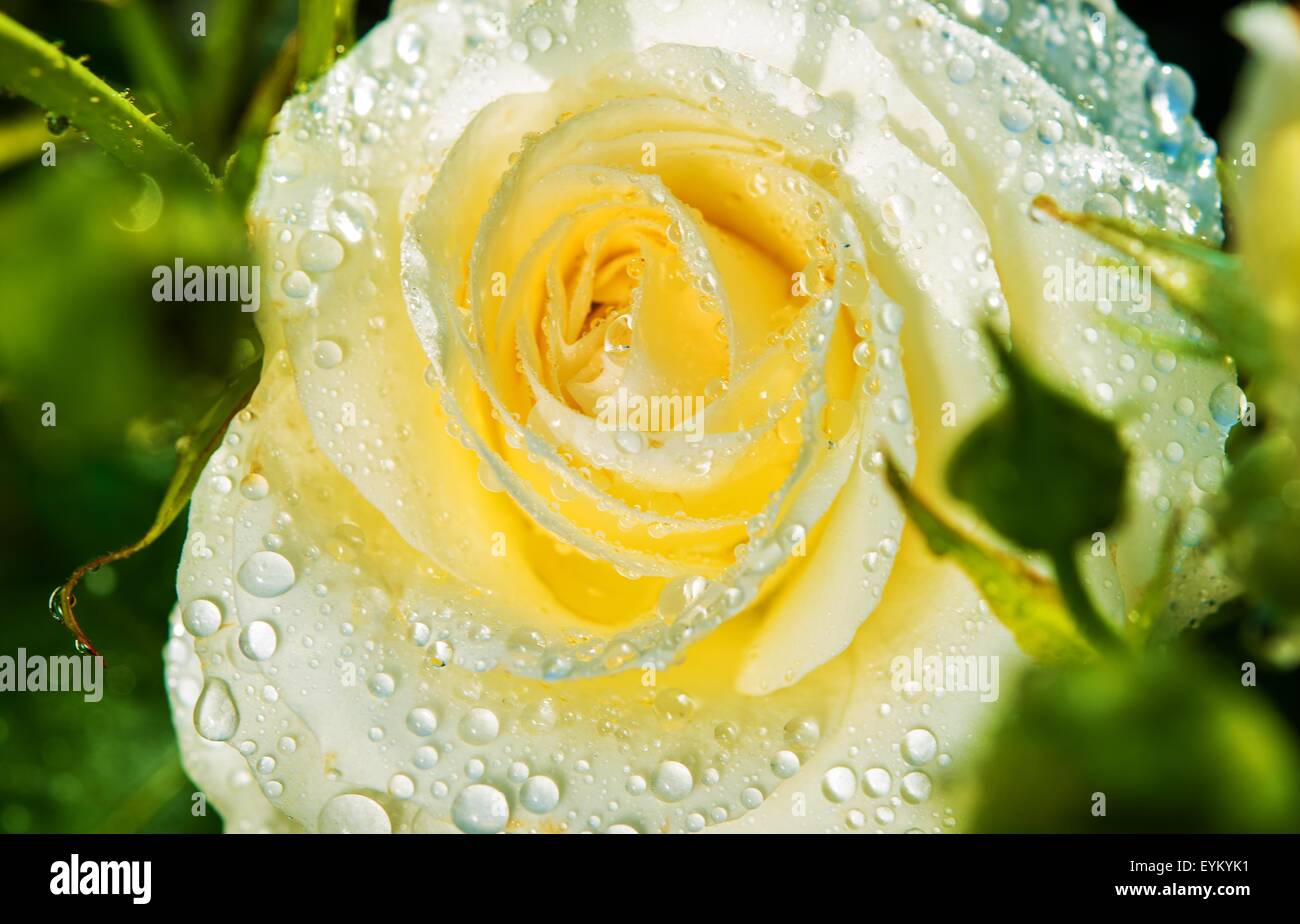 White Rose After Rain Macro Photo. Blooming White Roses Closeup Stock ...