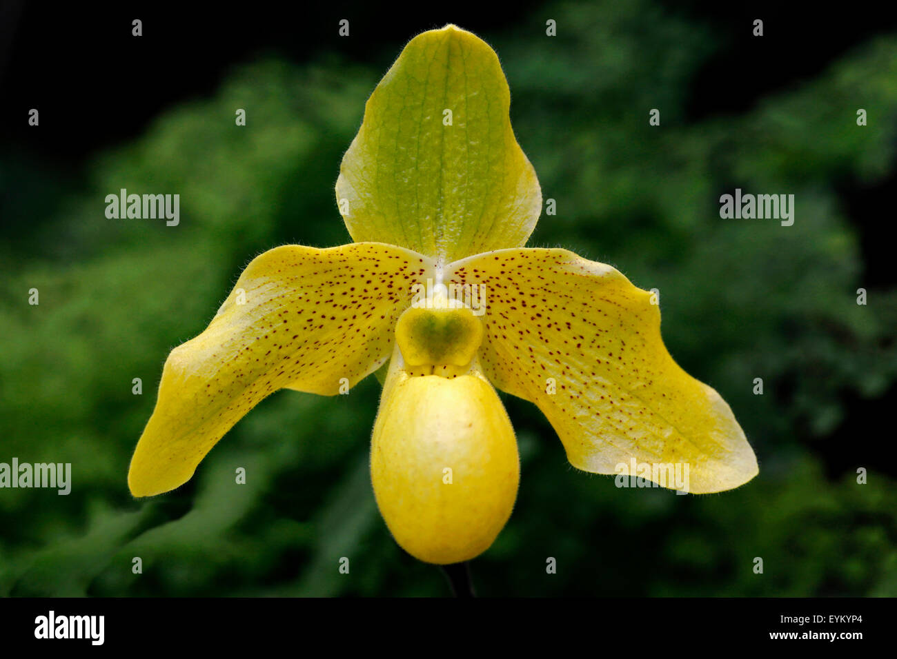 Germany, Hessen, Frankfurt am Main, palm garden, orchid exhibition ...