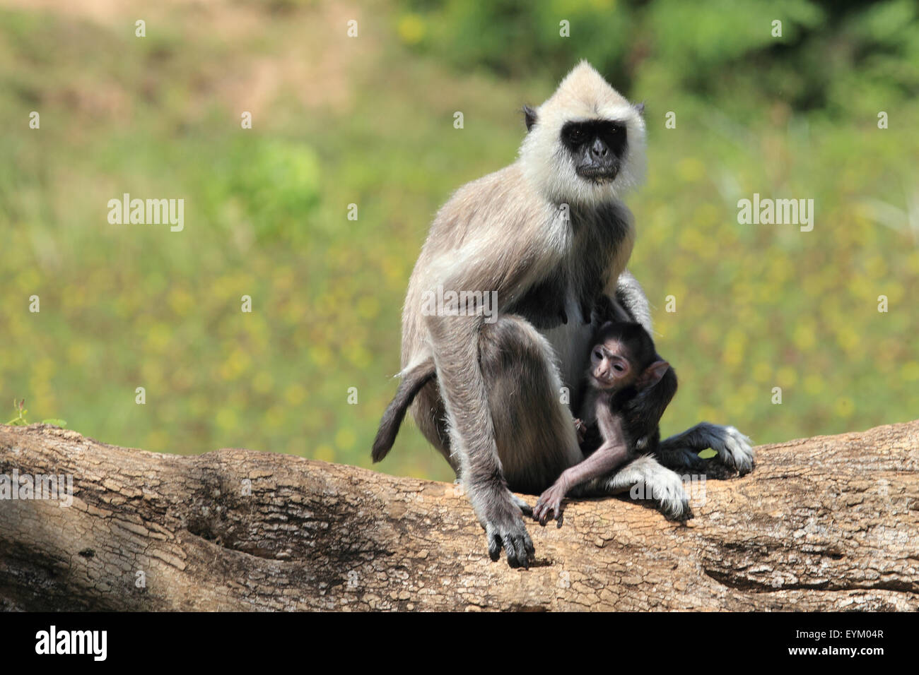 Animal hanuman hi-res stock photography and images - Alamy