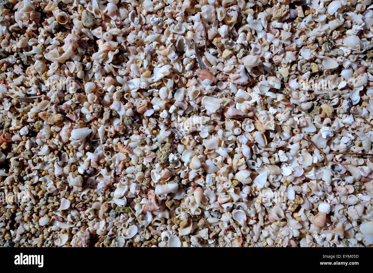 Beach made of shells hi-res stock photography and images - Alamy