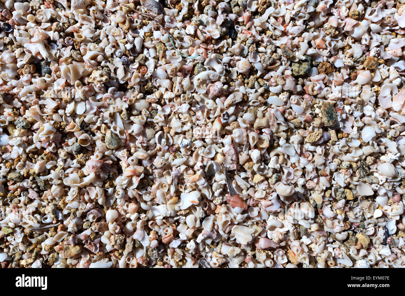 Sardinia italy sea shells sea hi-res stock photography and images - Alamy