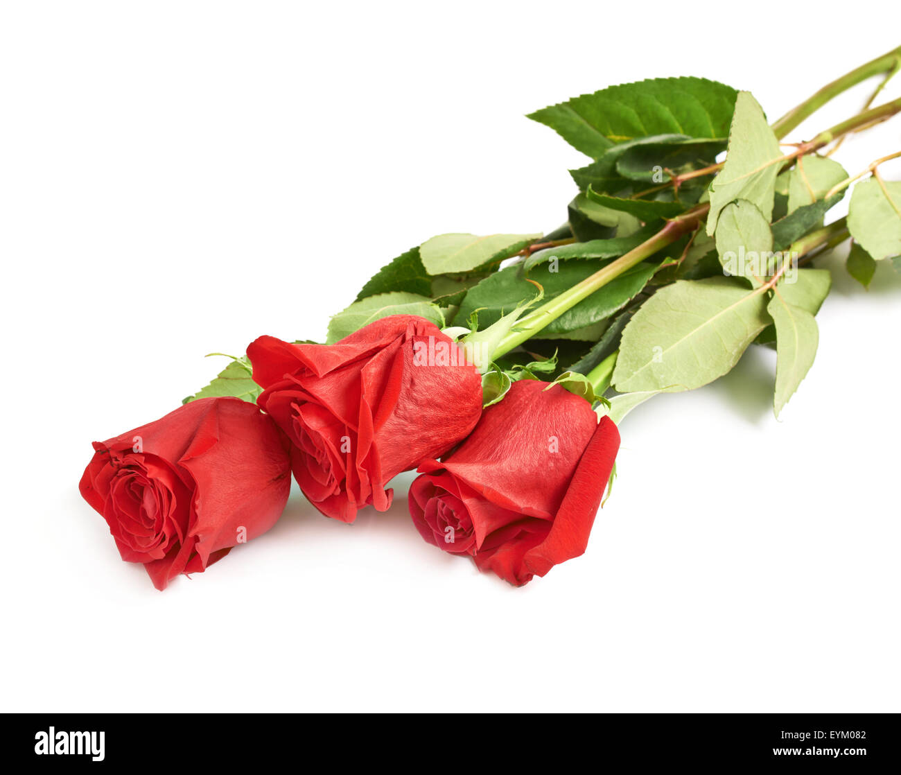 Three red roses isolated Stock Photo - Alamy