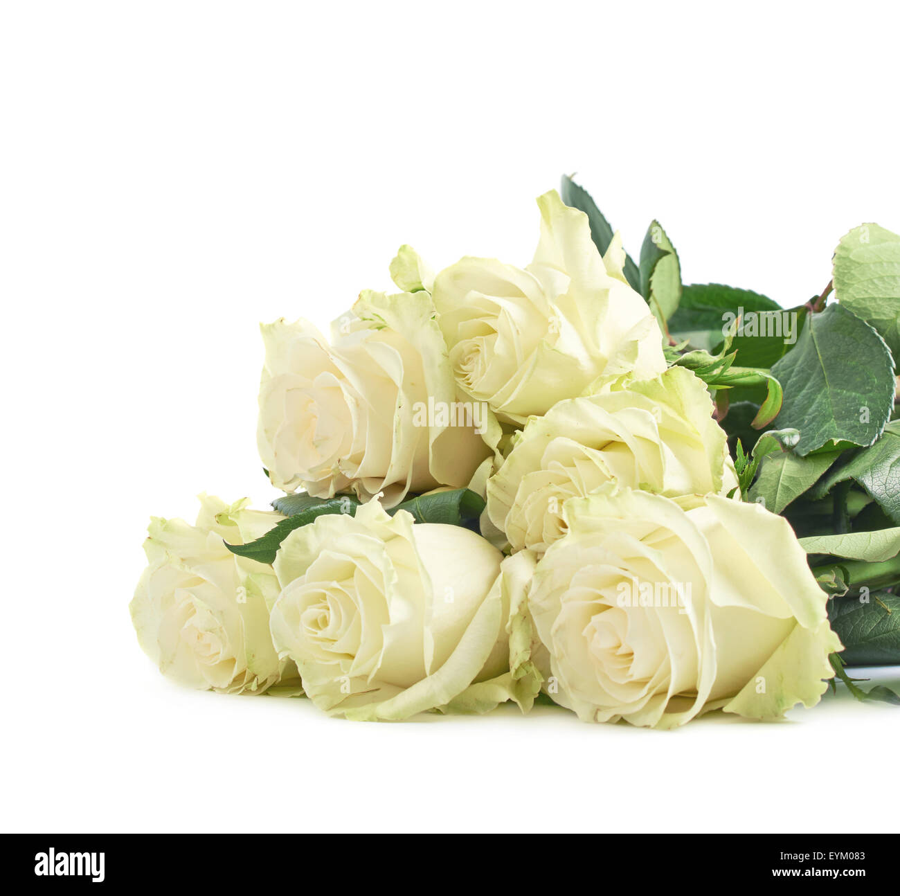 Pile of white roses isolated Stock Photo - Alamy