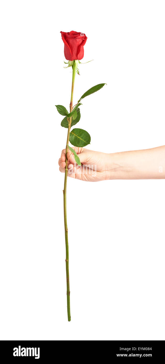 Hand holding a rose isolated Stock Photo - Alamy