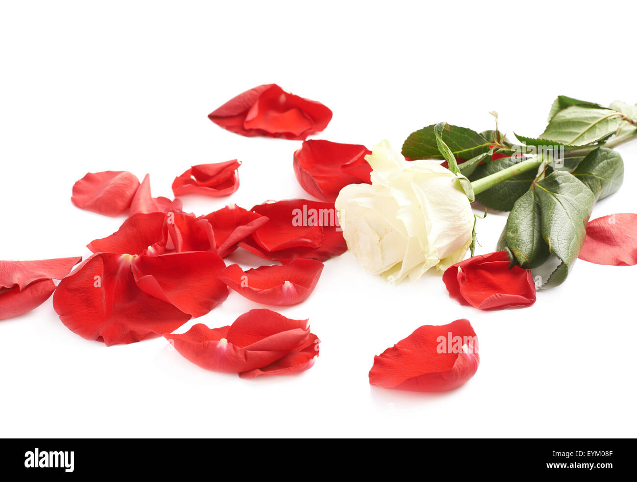 White rose composition Stock Photo - Alamy